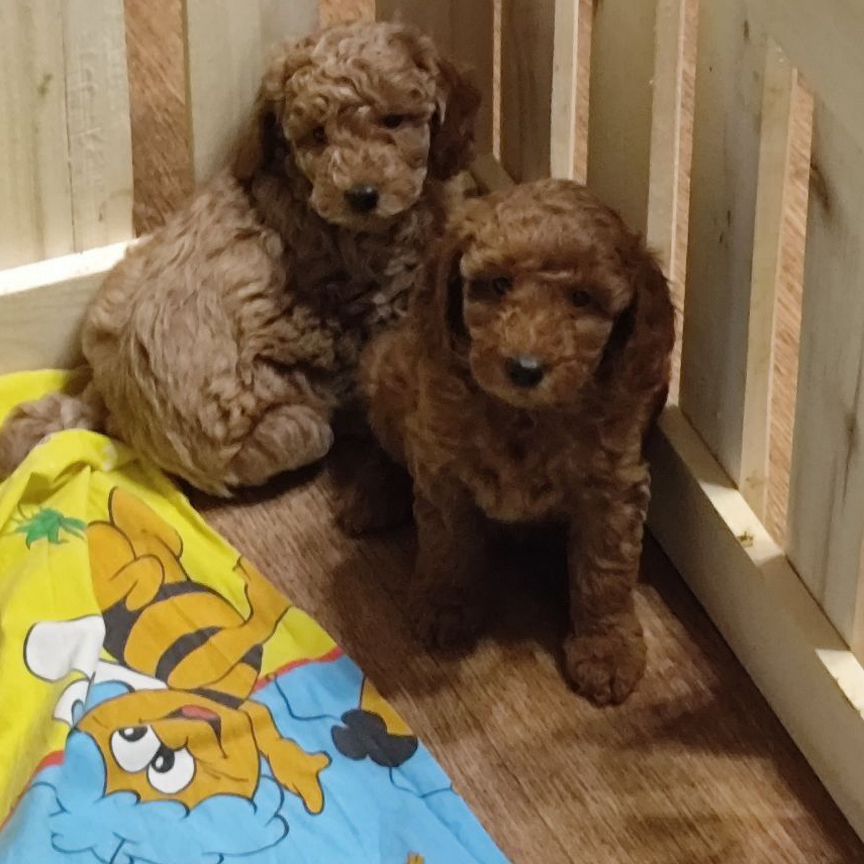 Той-пудель, щенок