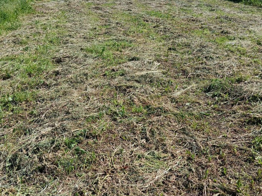 Сено люцерна клевер