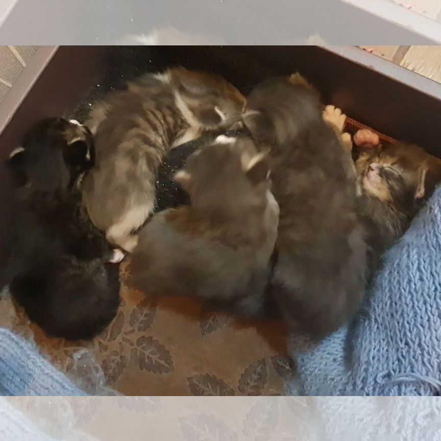 Котёнок в добрые руки