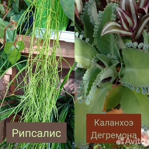 Комнатные растения купить в Санкт-Петербурге | Товары для дома и дачи ...