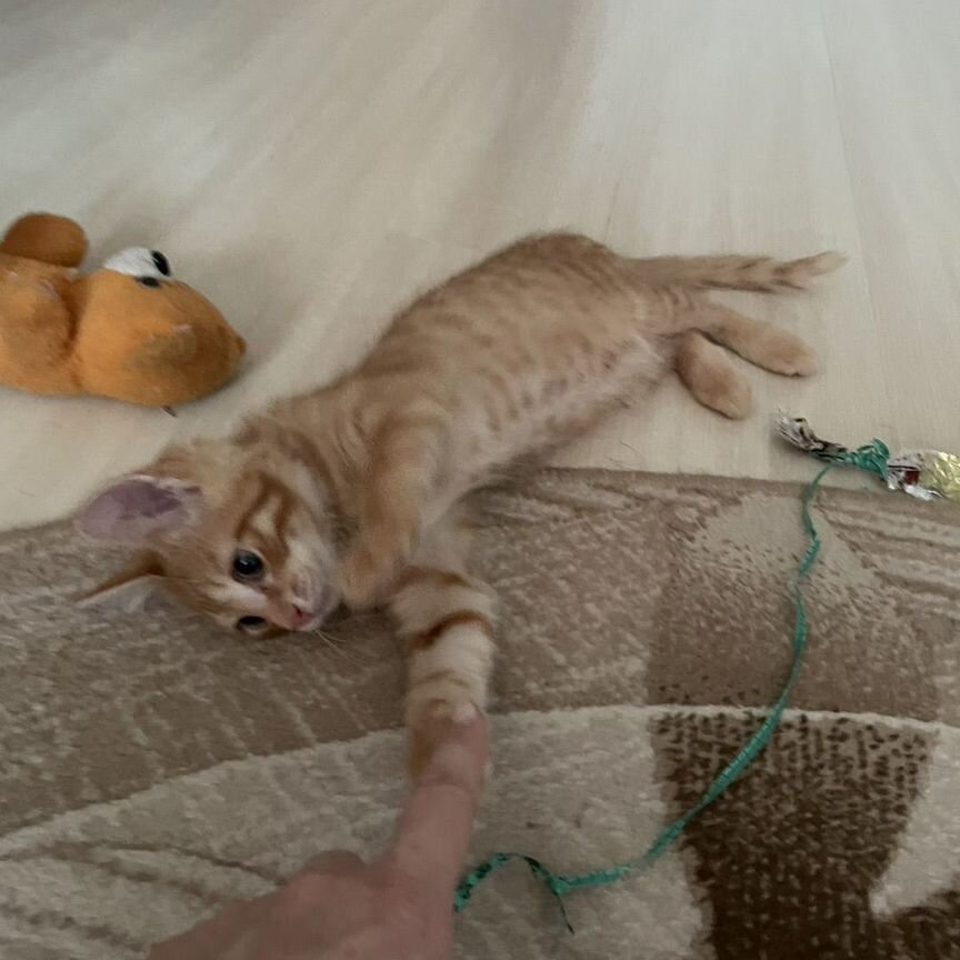 Котенок ищет дом