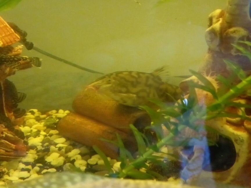 Боция мраморная. Пара