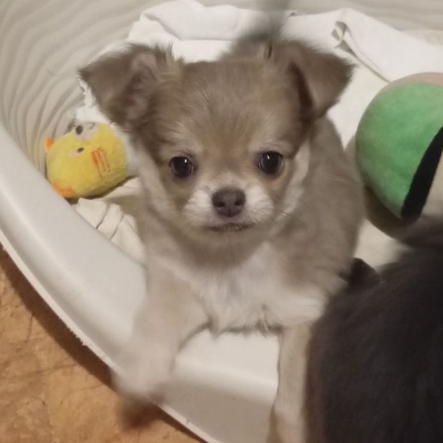 Чихуахуа, щенок