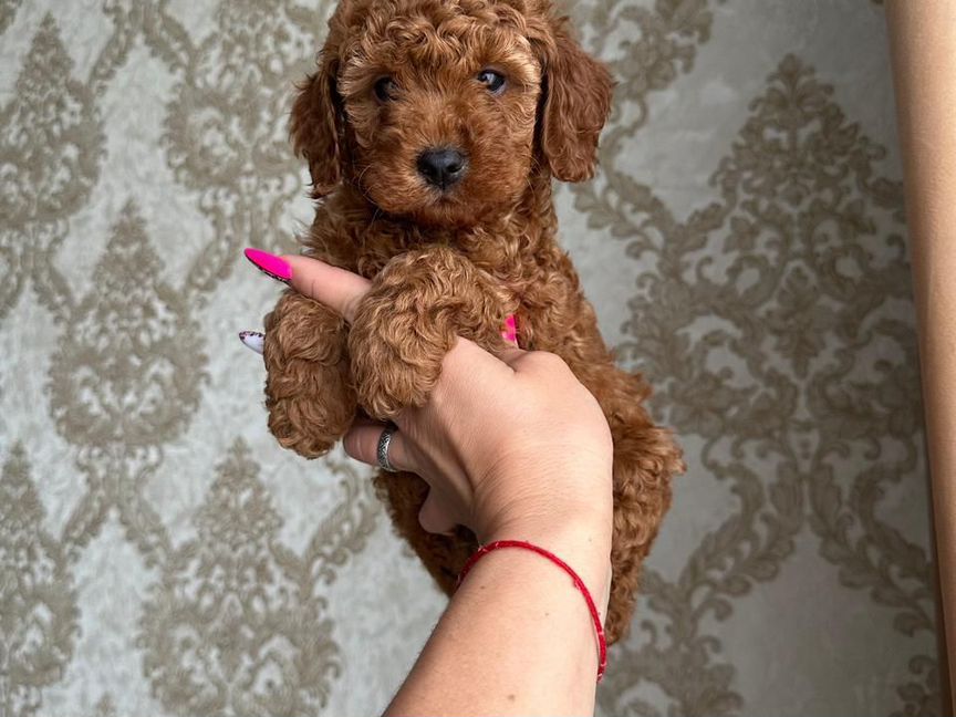 Той-пудель малышата