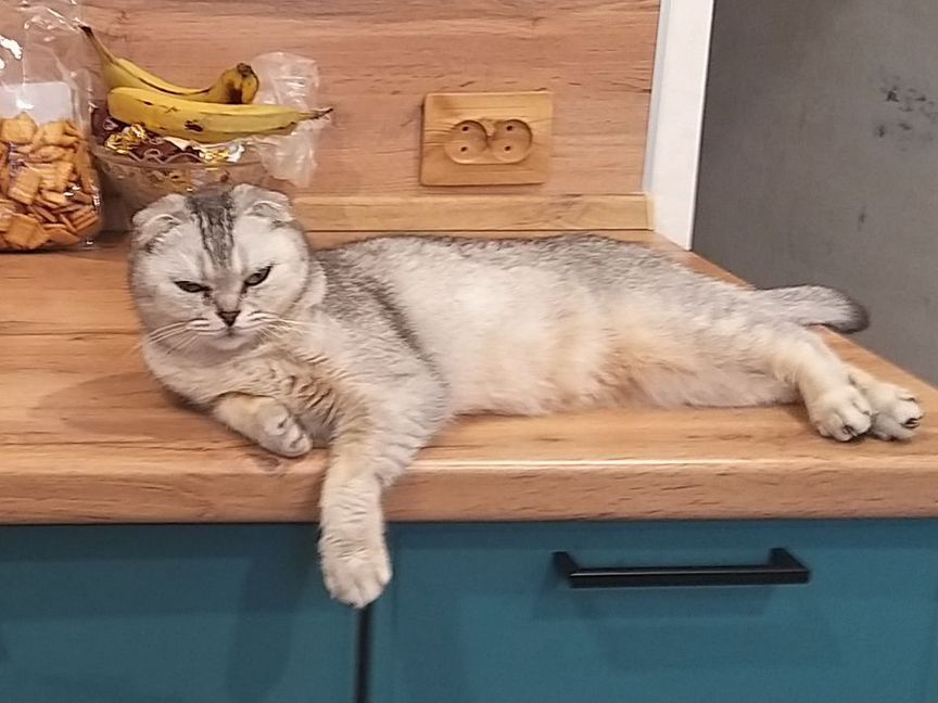 Шотландские вислоухие шиншиллы котодетки