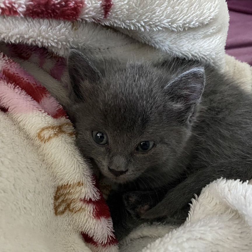 Котенок в добрые руки
