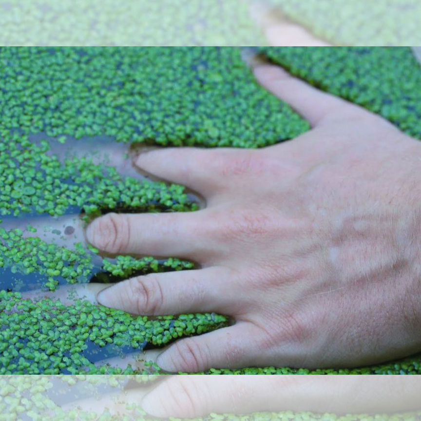 Ряска 80мл аквариумное растение плавающее