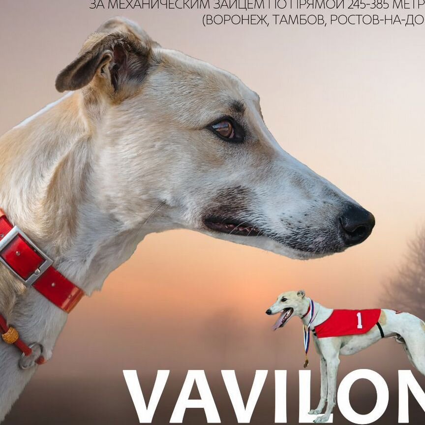 Русская псовая борзая, взрослая собака