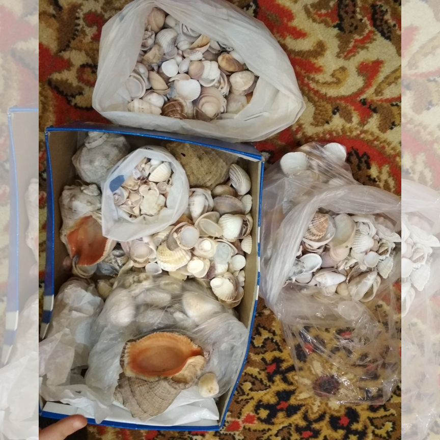 Морские ракушки для аквариума