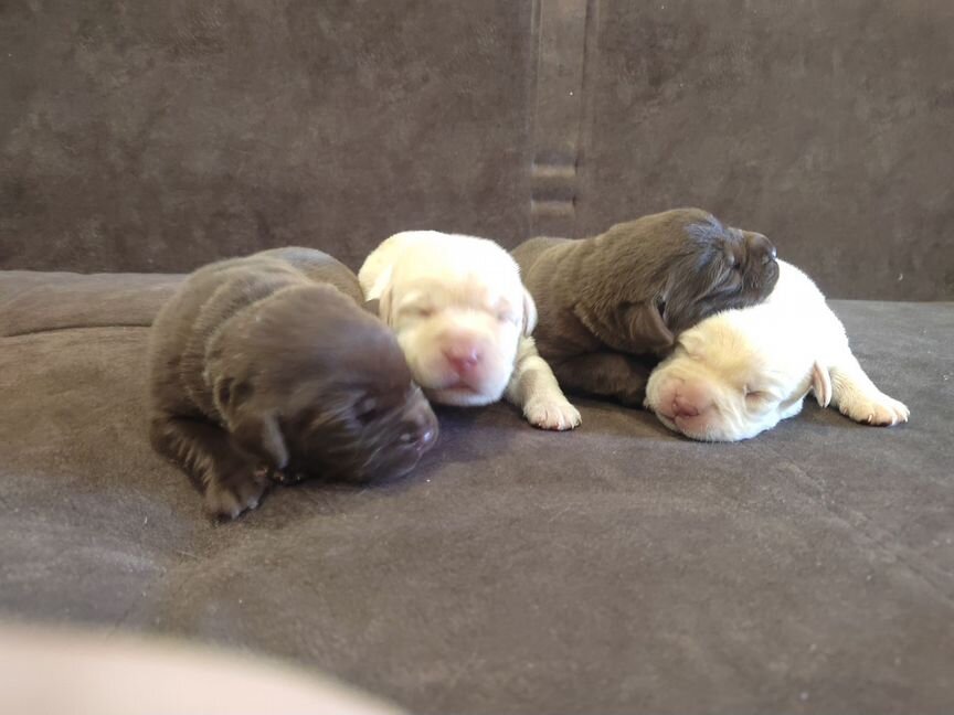 Щенки лабрадора