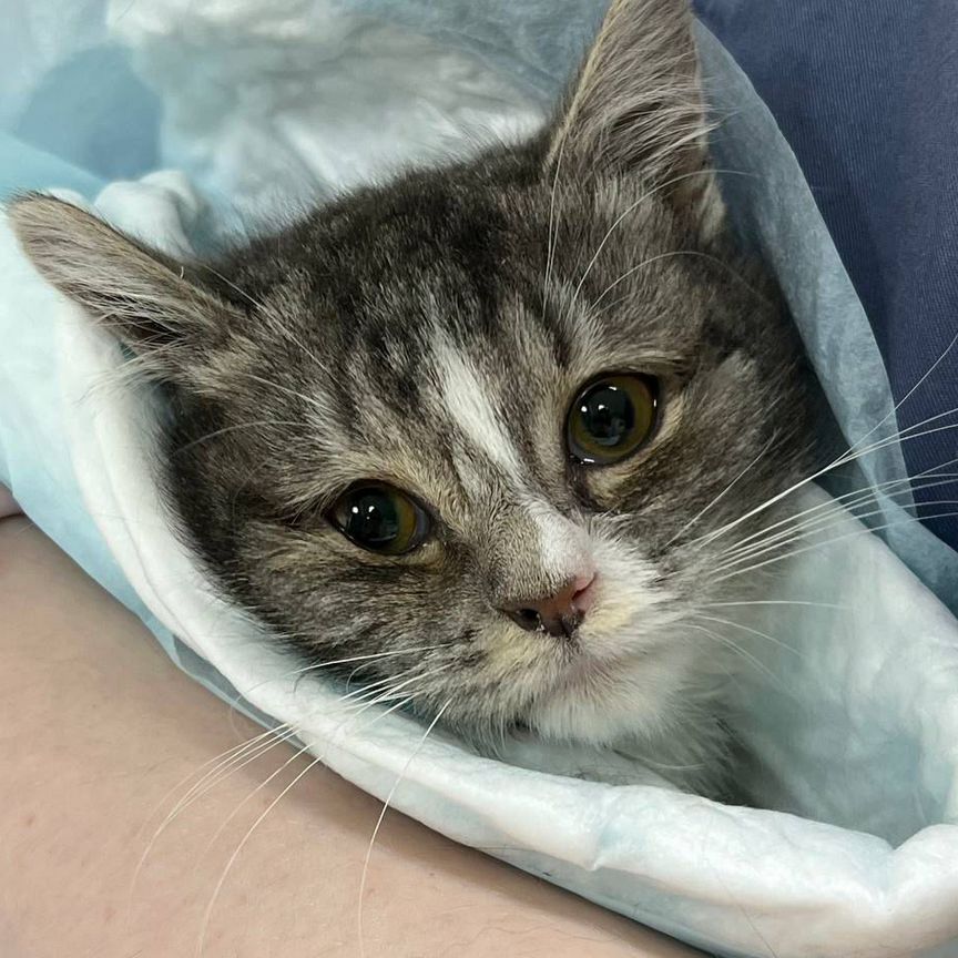 Котёнок в добрые руки