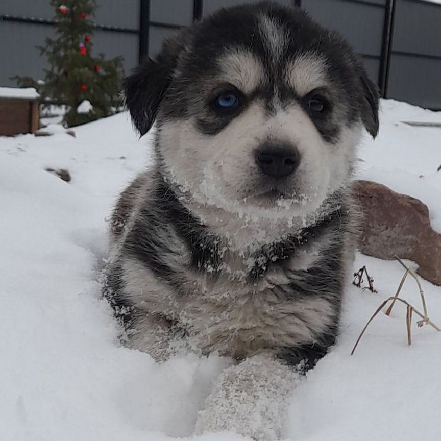 Сибирский хаски, щенок