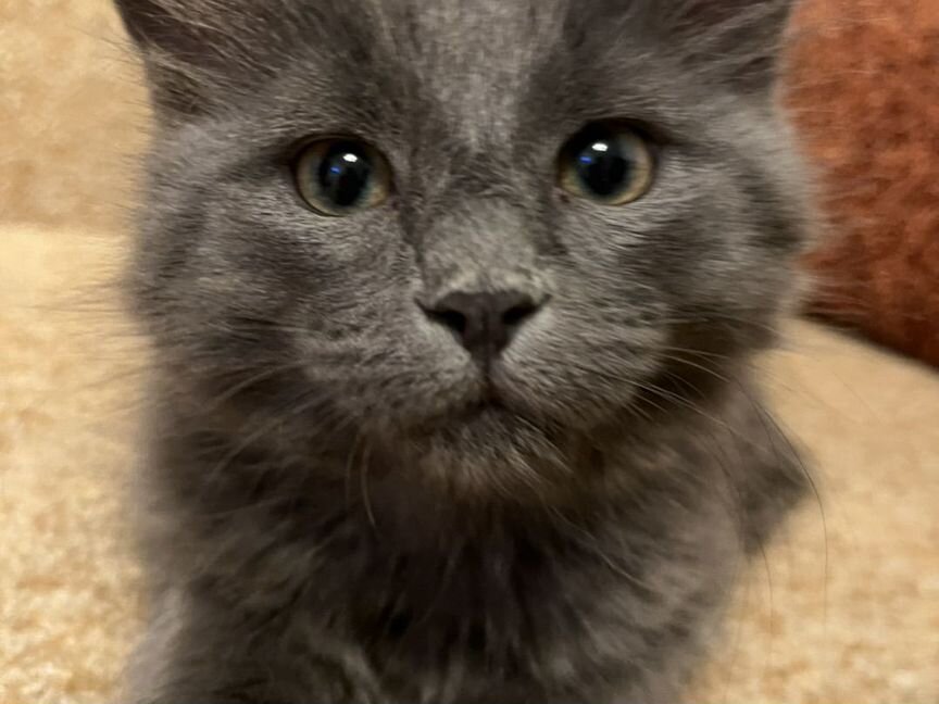 Котята мейн-кун