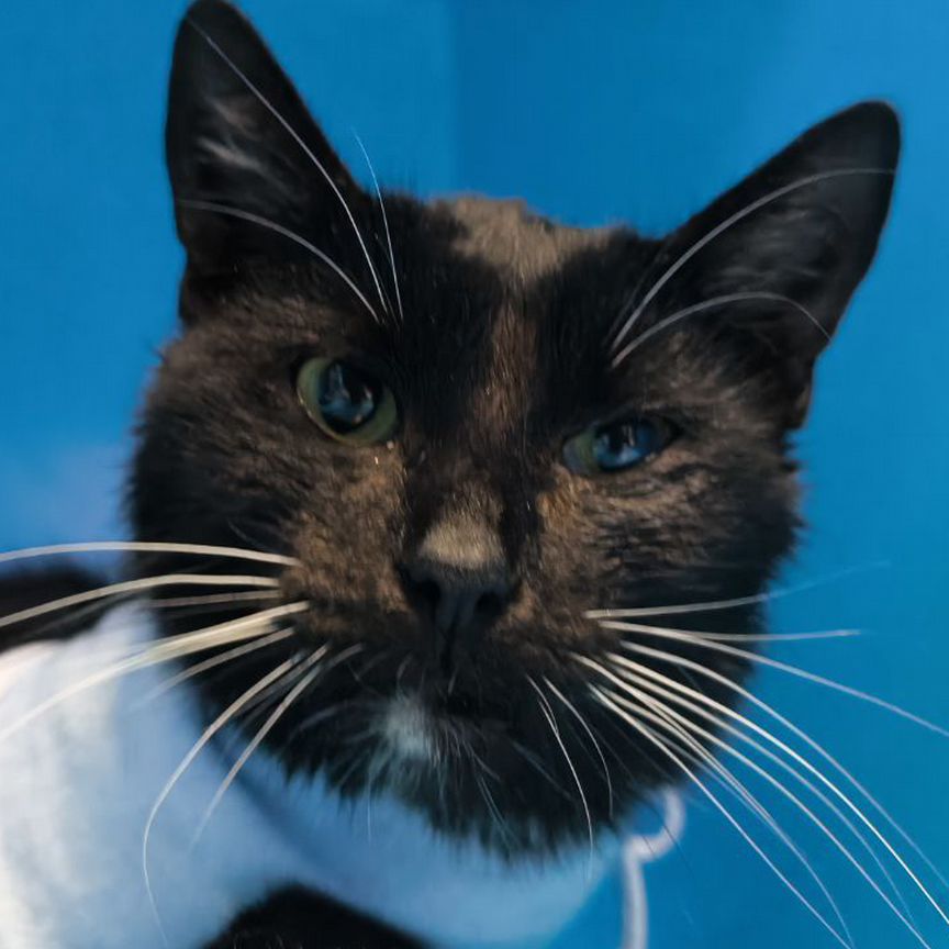 Взрослая кошка в добрые руки