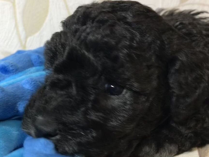 Щенок той/миниатюра пуделя