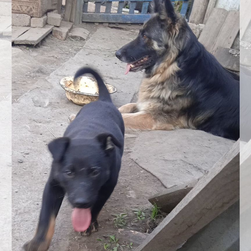 Отдам щенка помесь овчарки с доберманом