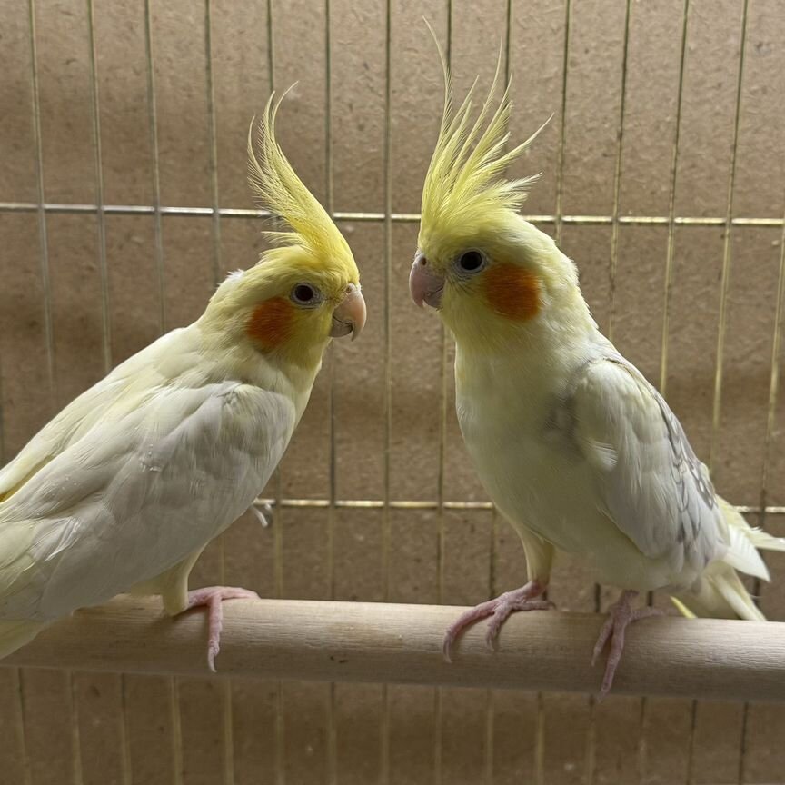 Попугаи корелла пара
