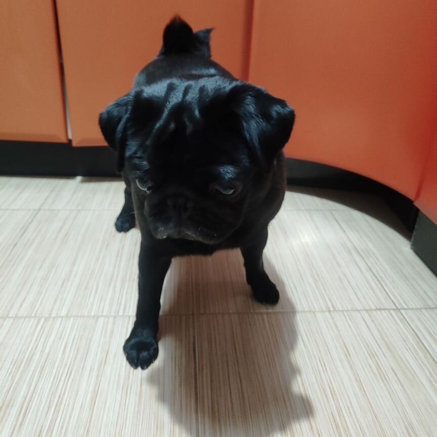 Мопс, взрослая собака