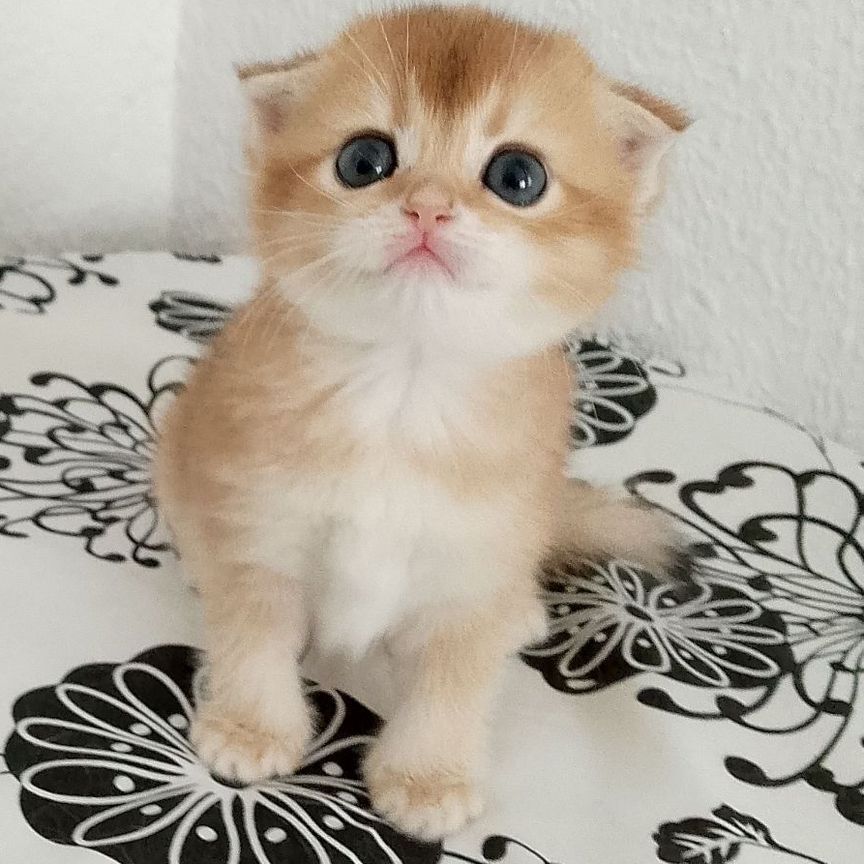 Манчкин котёнок