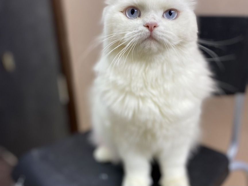 Шотландская кошка