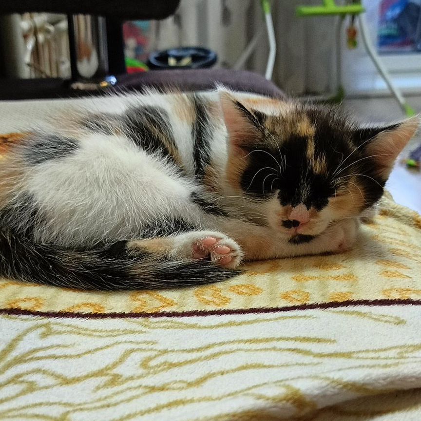 Сибирский котёнок