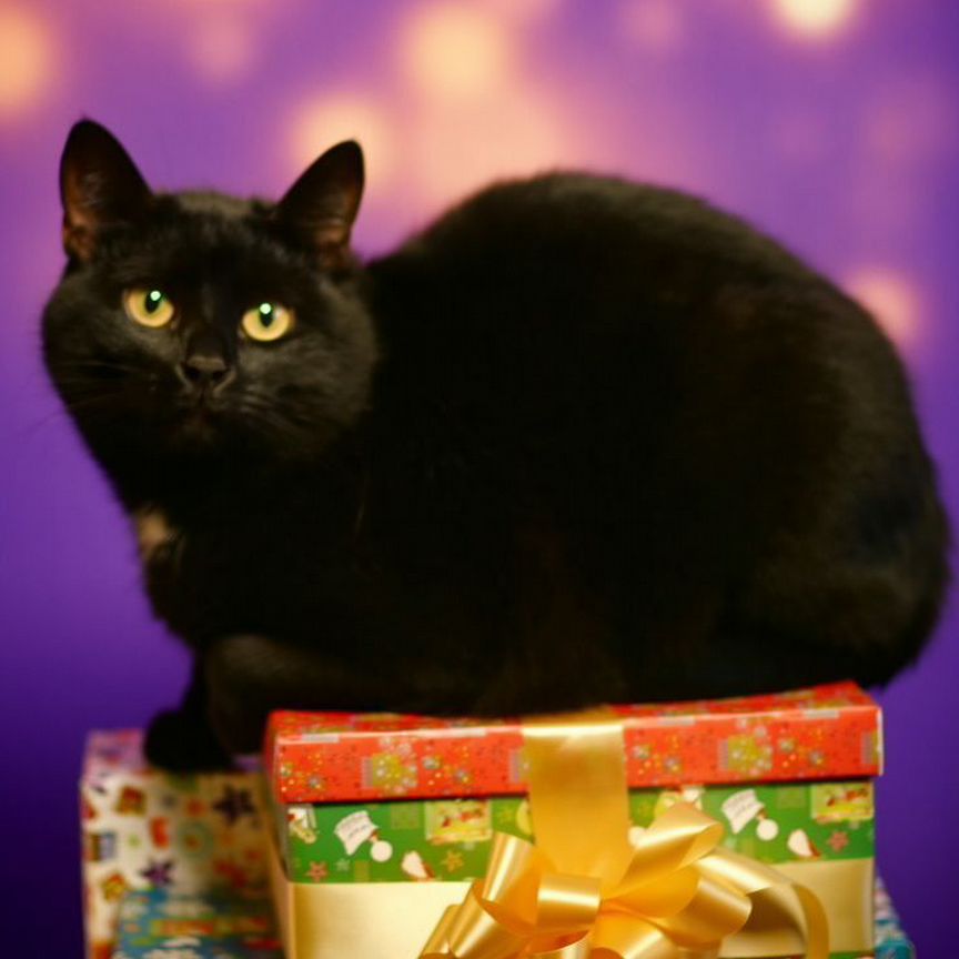 Взрослый кот в добрые руки