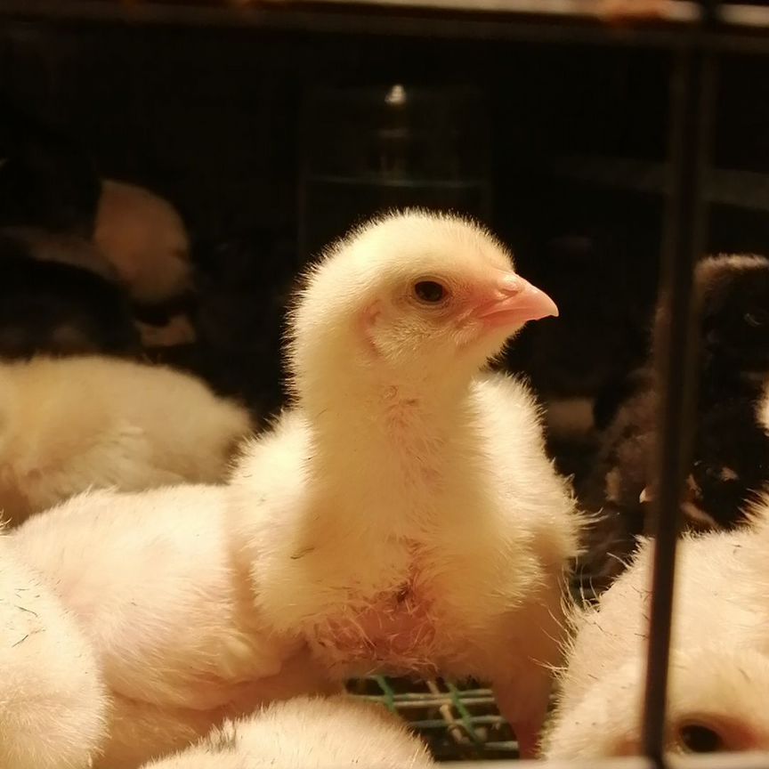 Бройлер суточный