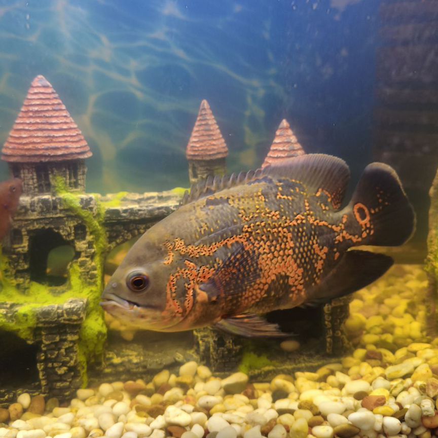 Рыба в аквариум