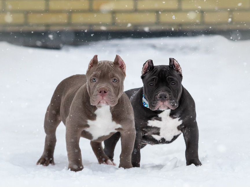 Американский булли девочки