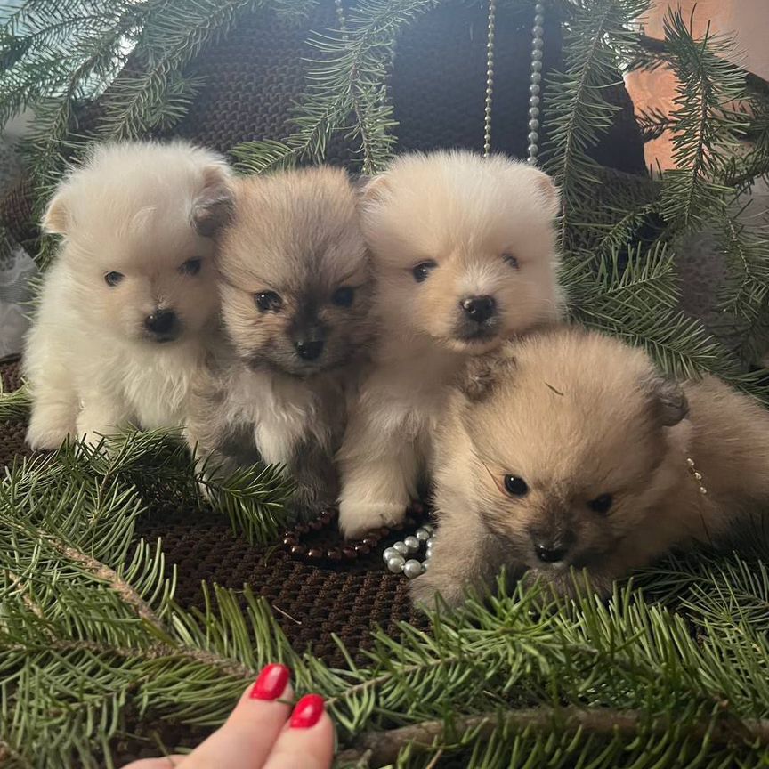 Немецкий шпиц, щенок