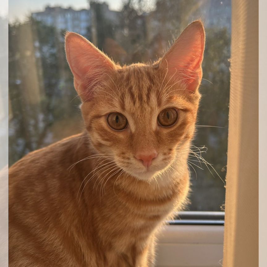 Котёнок в добрые руки