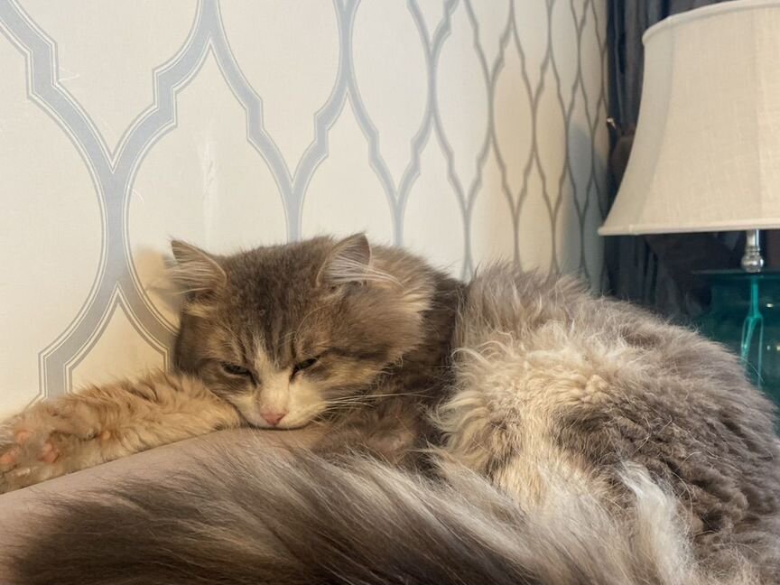 Кот с улицы