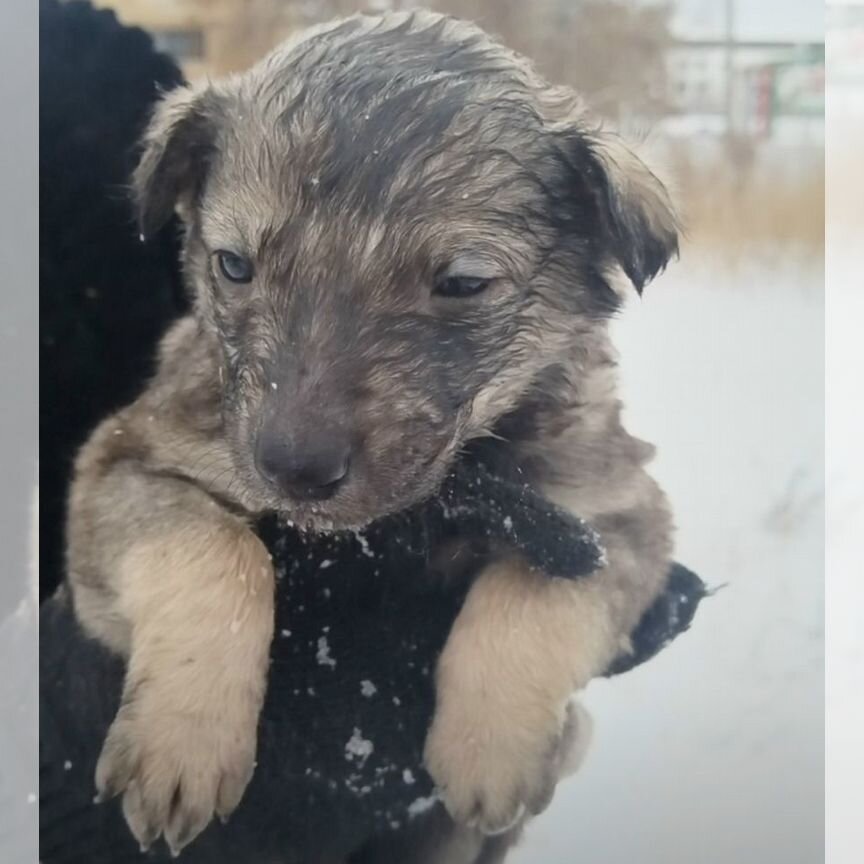 Щенок в добрые руки