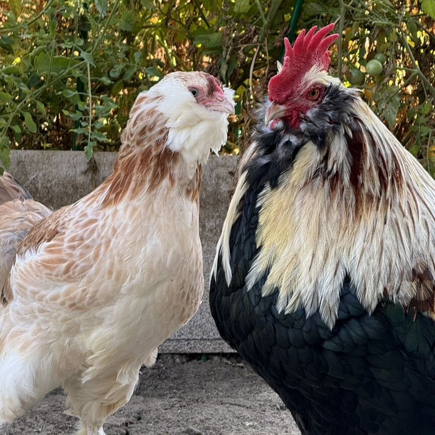 Фавероль семья