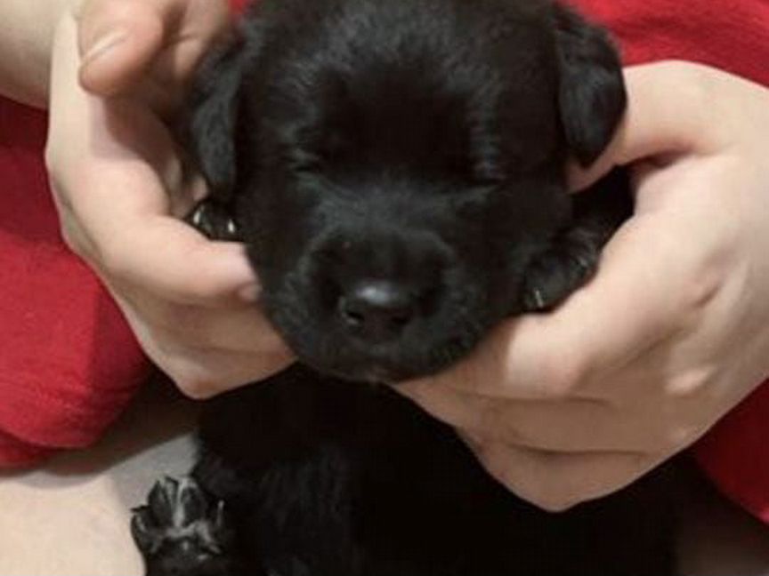 Приглашаем за щенками