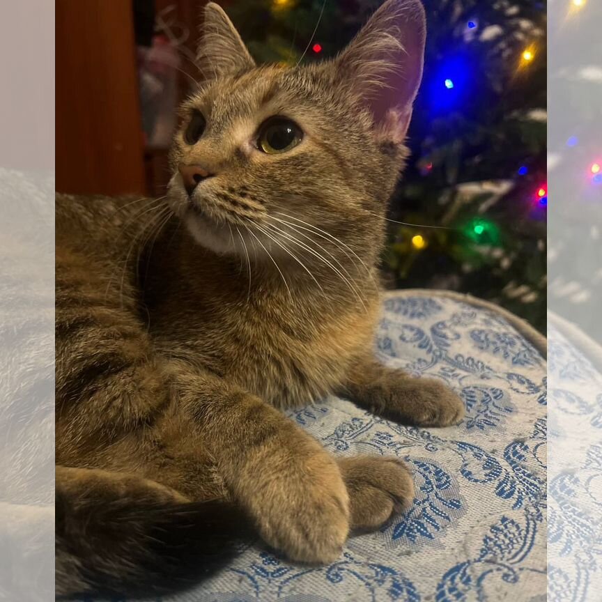 Взрослая, Девочка кошка в добрые руки