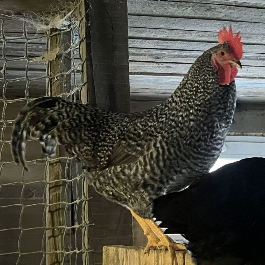 Молодые петухи