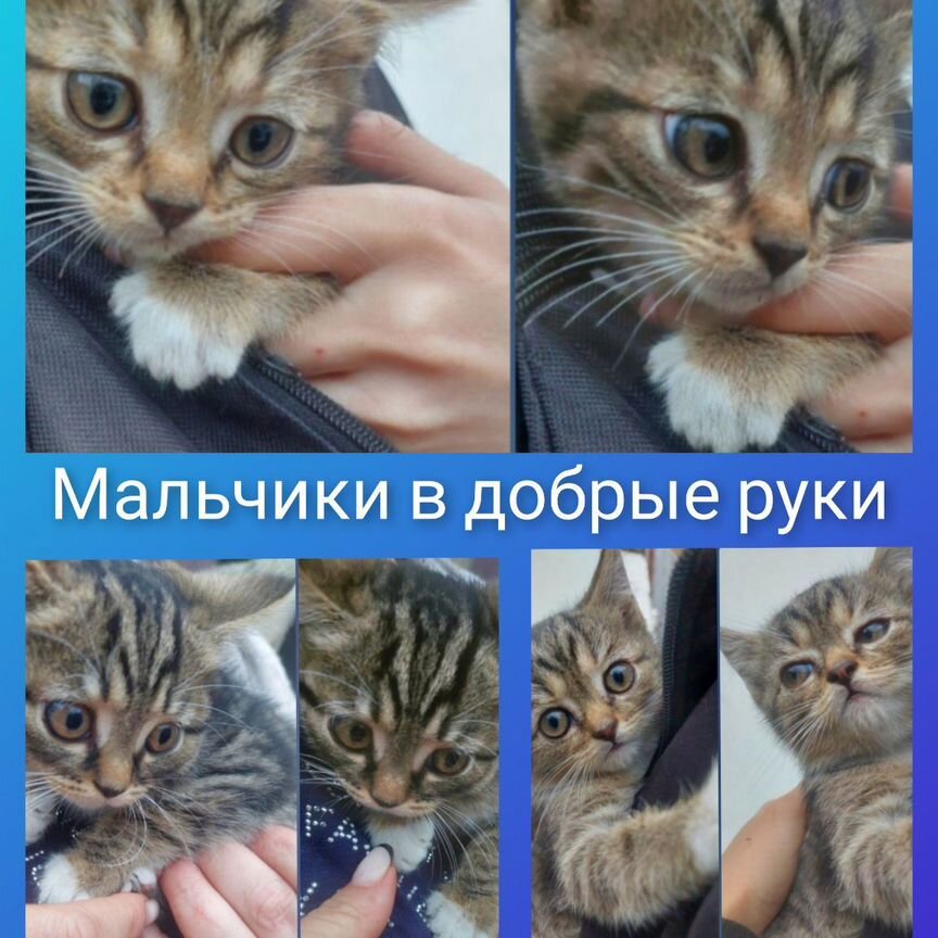 Трехмесячные котята в добрые руки