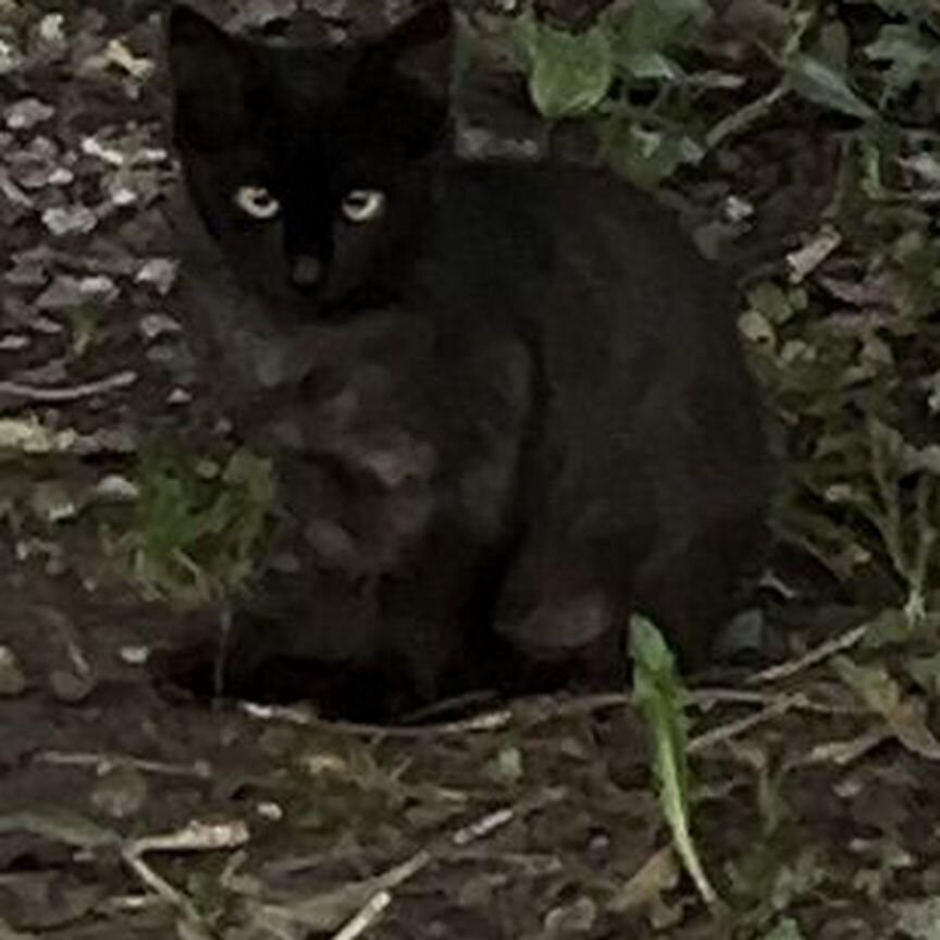 Котенок погибает на улице