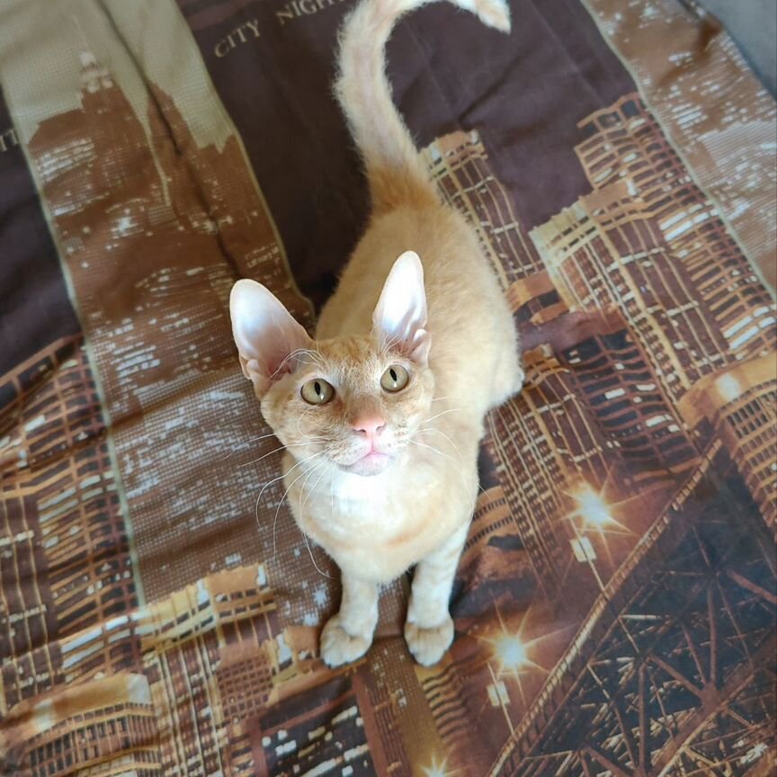 Кошечка Шпулька