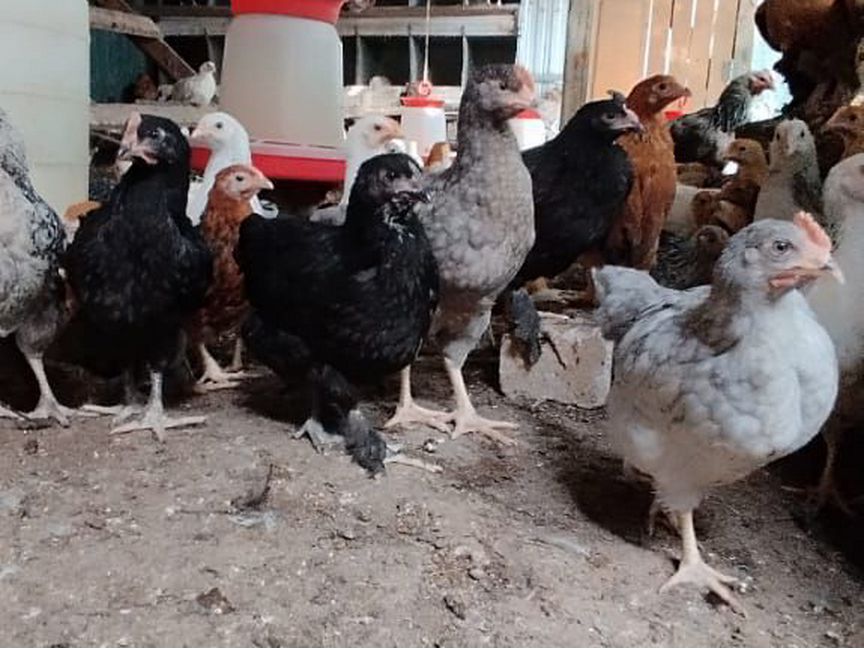 Цыплята несушки