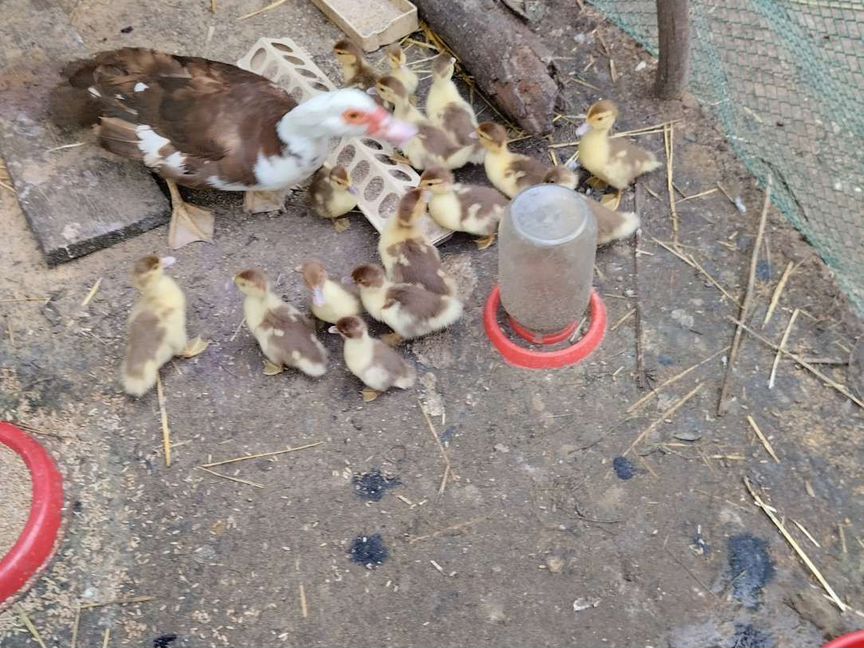 Продам индоуток