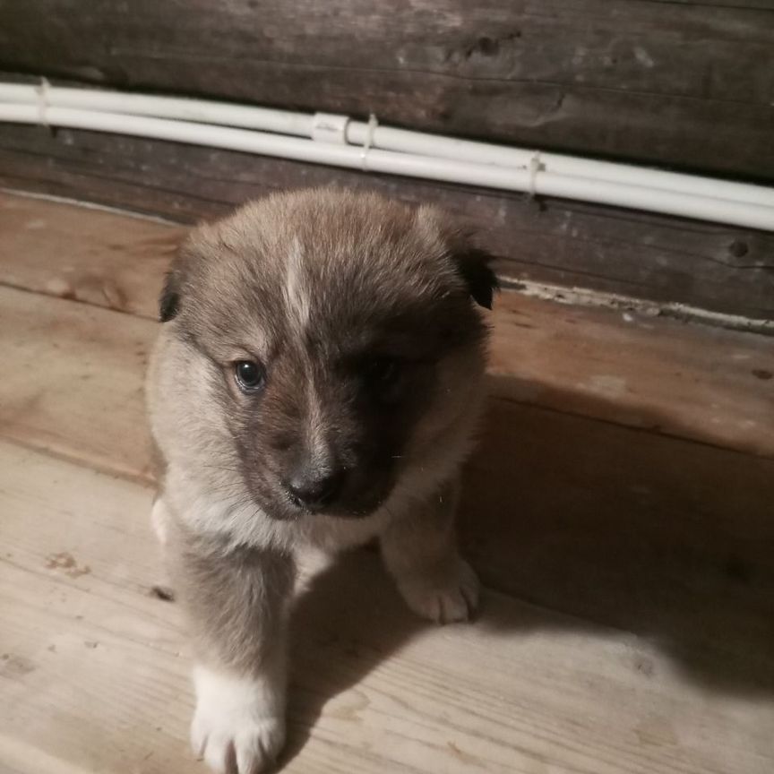 Отдам в добрые руки