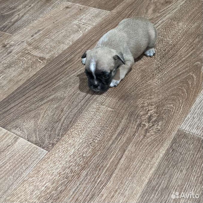 Французские Булики