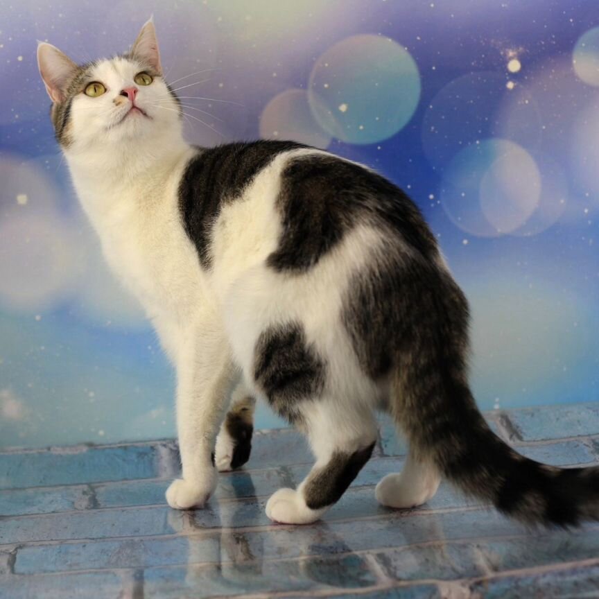 Кошечка ищет дом