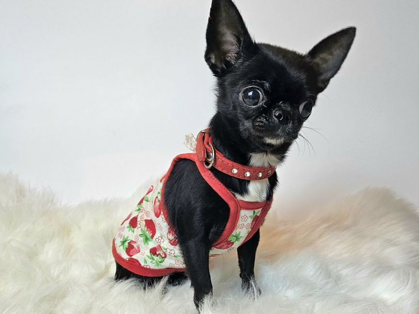 Чихуахуа мини