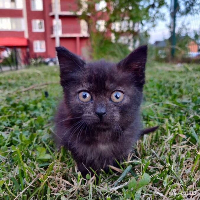 Дымчатый котенок