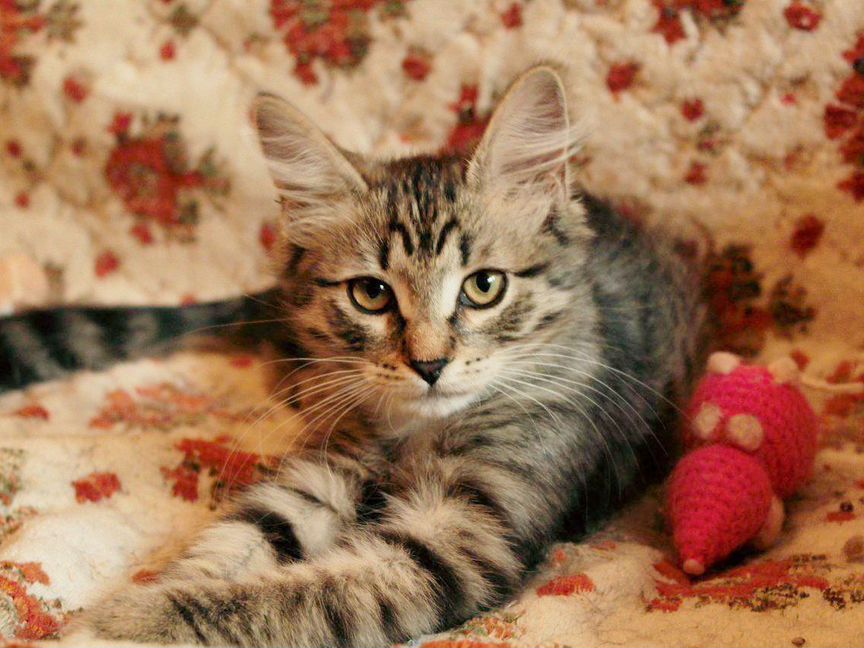 Котёнок в добрые руки