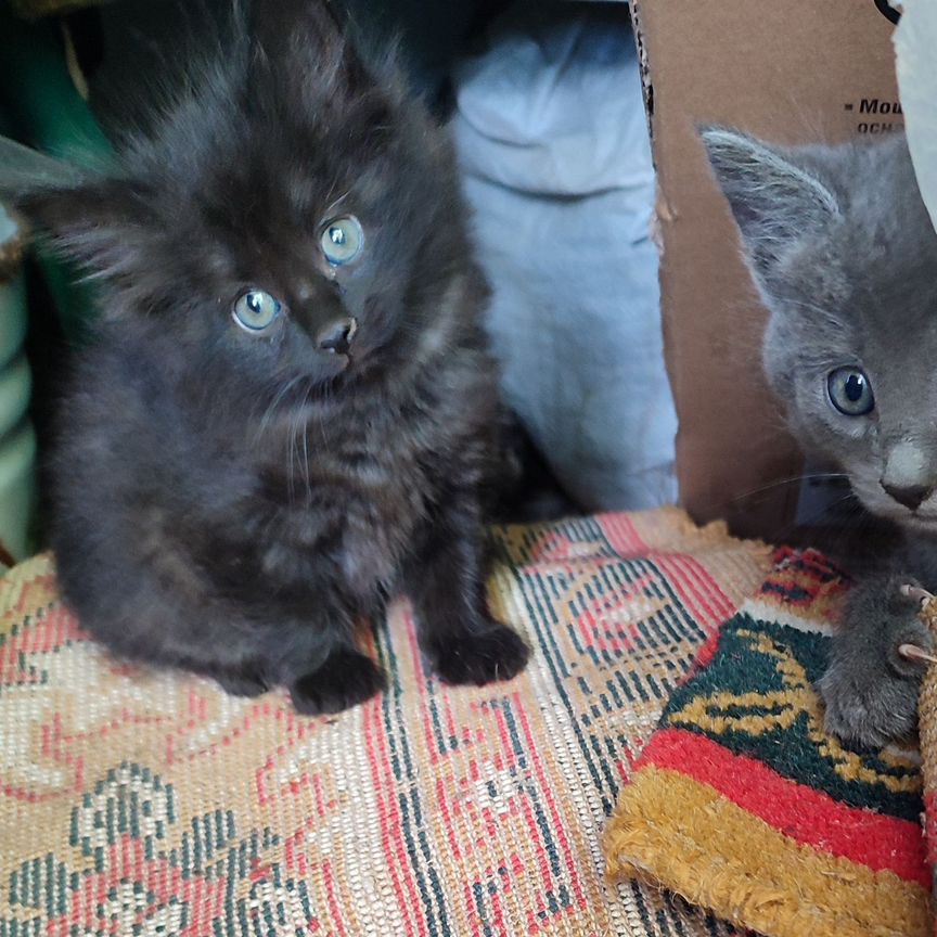 Котята в добрые руки бесплатно маленькие