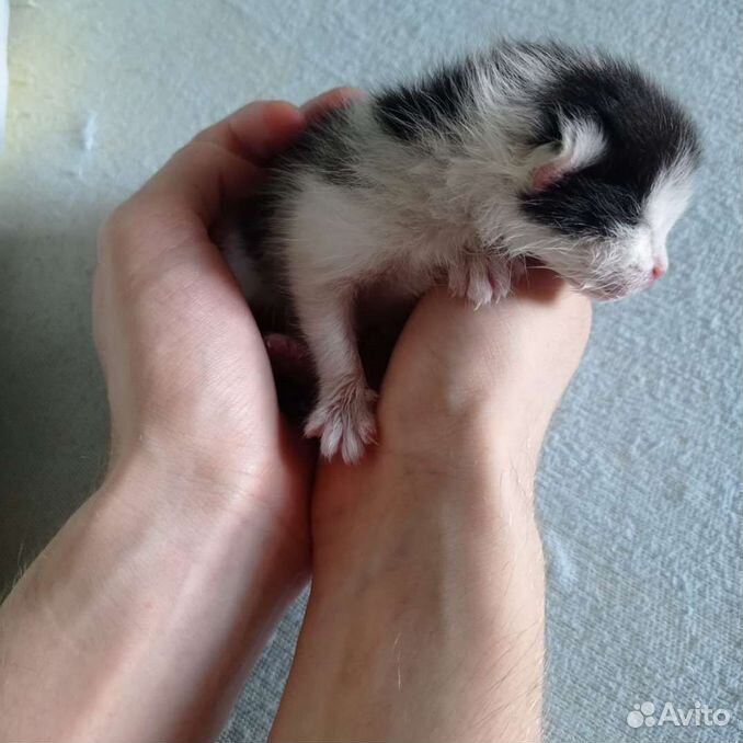 Кот 3 дня